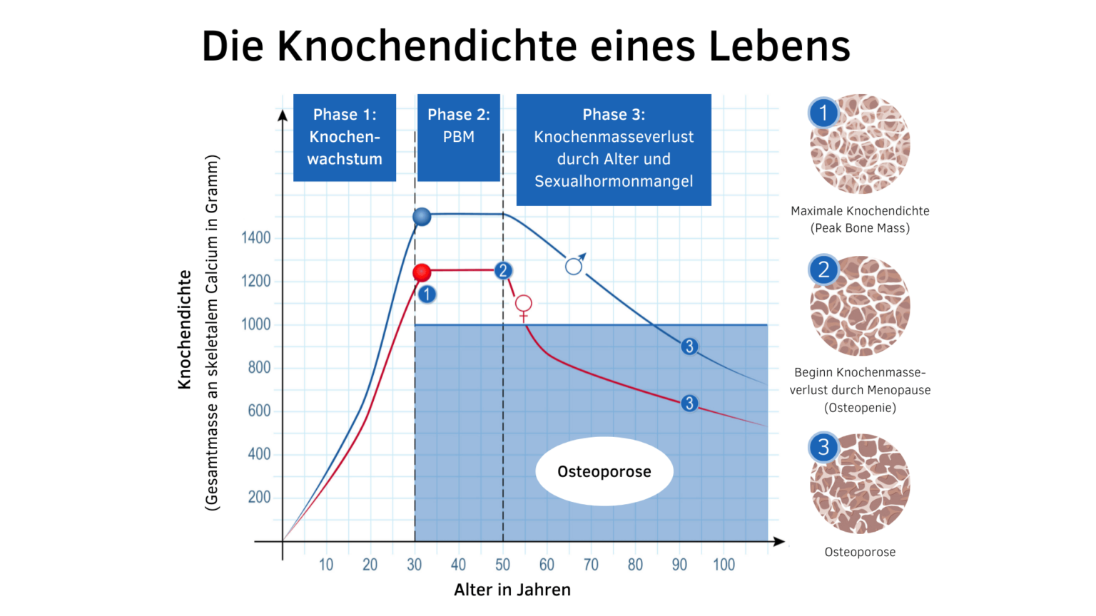 Höchste Knochendichte deines Lebens - THE FOOD TALKS | Ernährungsberatung Dr. Dorn